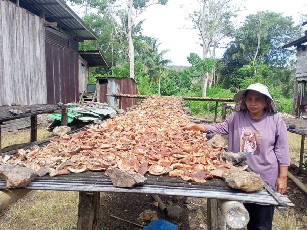 Harga Kopra Kisaran Rp.19.000 Per Kilogram – Tribun Bone Online